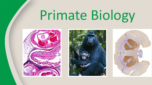 PB - Revisiting a quarter of a century of simian immunodeficiency virus ...